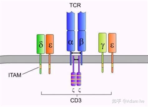 Cart与tcrt介绍 知乎