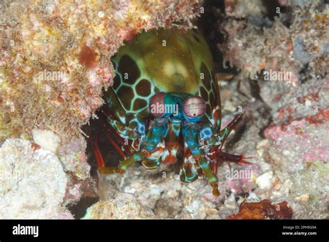 Peacock Mantis Shrimp Odontodactylus Scyllarus Lembeh Strait North