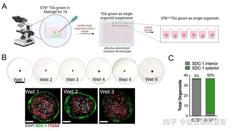 研究胎盘发育新工具：滋养层类器官 知乎