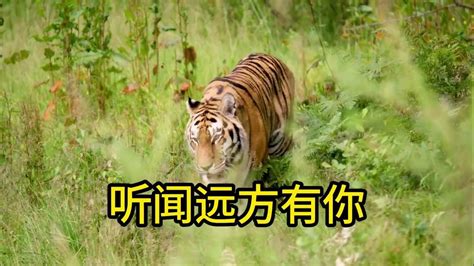 《听闻远方有你》 刘艺雯，同音演艺最美的音乐，我吹过你吹过的风这算不算相拥我走过你走过的路这算不算相逢我还是那么喜欢你想与你到白头