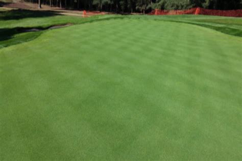 These Are The Pros And Cons Of A Creeping Bentgrass Lawn Insightweeds