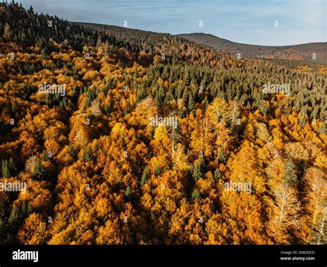 Fall Forest Landscape View From Above Colorful Nature Background