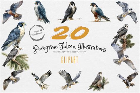 Majestic Peregrine Falcon Clipart Graphic By Digital Print Charm