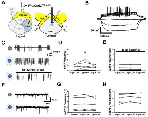 Midbrain Dopamine Controls Anxiety Like Behavior By Engaging Unique