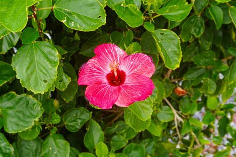 ピンクのハイビスカスの花 ID 1348 ご当地写真イラスト素材サイト PICTY ピクティ