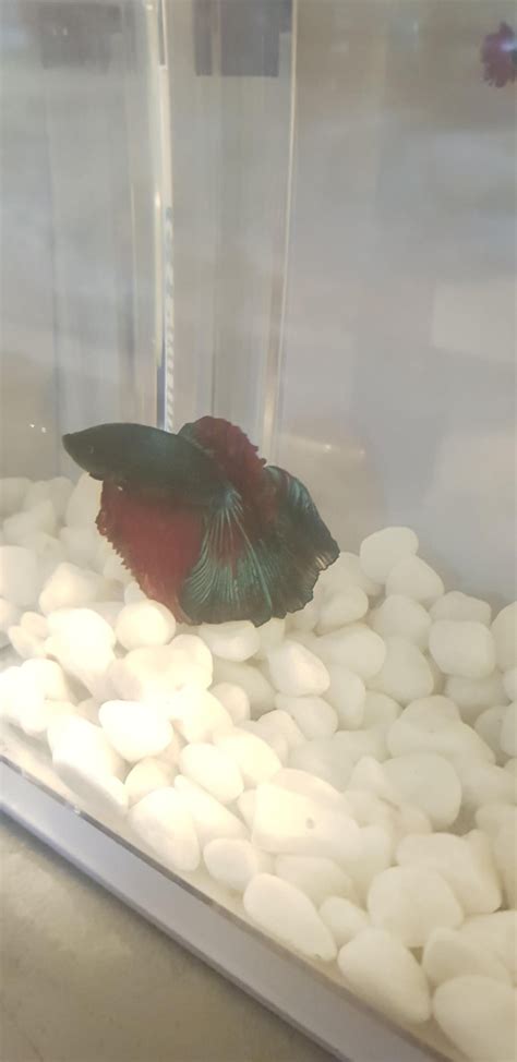 What Is The Gender Of This Betta Rfish