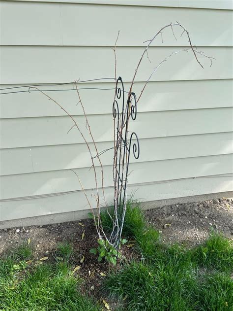 These Are My Two Black Raspberry Bushes This Is The 2nd Year That They