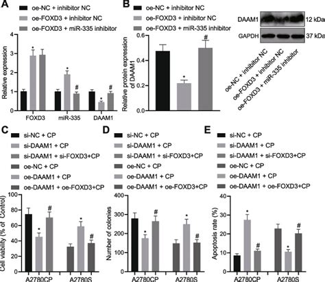 Foxd3 Confers Chemo Sensitivity In Ovarian Cancer Through A Mir 335