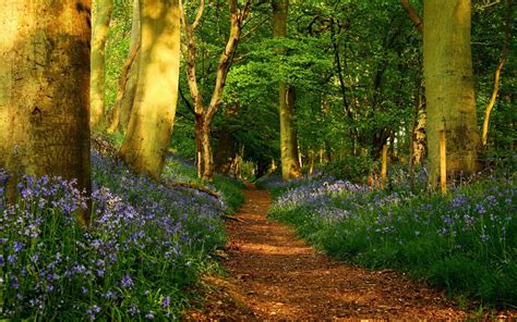 Die 77 Besten Wald Hintergrundbilder