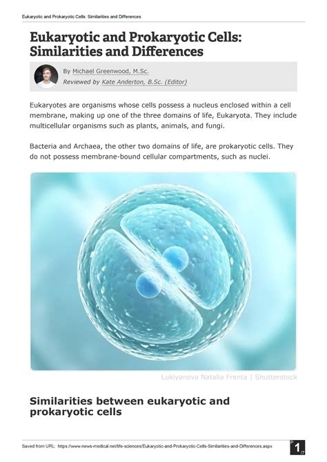 Eukaryotic And Prokaryotic Cells Similarities And Differences