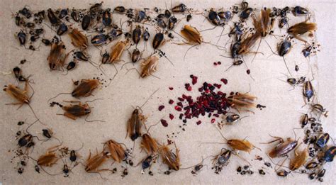 How To Get Rid Of Cockroaches 12 Methods And Products Chattersource