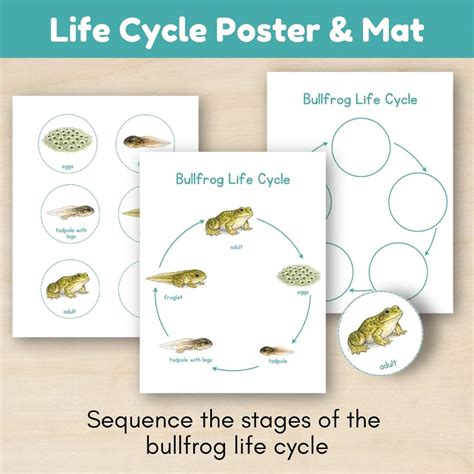 Wetland Biome Life Cycle And Parts Of A Frog Trillium Montessori