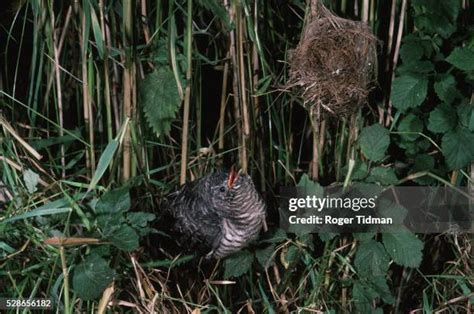 Cuckoo In Nest Photos And Premium High Res Pictures Getty Images
