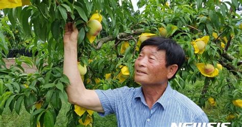 뉴시스 앵글 옥천군 복숭아 첫 출하