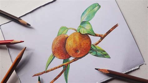 Drawing Chiku With Colour Pencils Fruit Drawing Easy Drawing Of