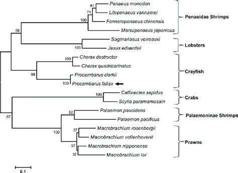 Phylogenetic Tree Of Deduced Iag Protein Sequences In 18 Crustacean