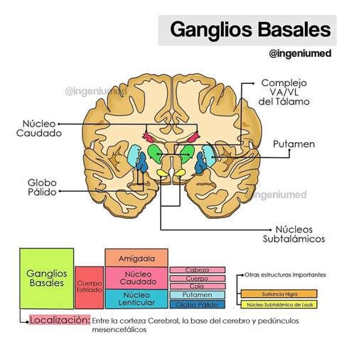 Ganglios Basales Trabajo De Psicologia Lecciones De Biología