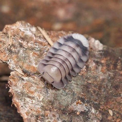 Cubaris Sp White Tiger” Tropical Isopods