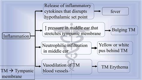 Otitis Media Ent And Microbiology Pptx