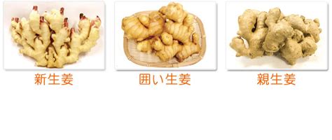 しょうがの種類 国産生姜専門！高知産しょうが・しょうが粉末・にんにく・ゆず｜【黄金の里】
