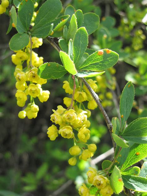 Stem Rust And Barberry In The Pacific Northwest Washington State University