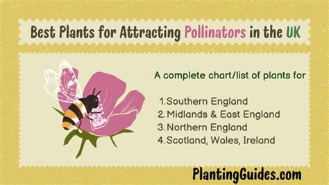 Best Plants For Attracting Pollinators In The Uk
