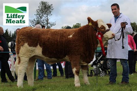 North Eastern Simmental Club Calf Finals Irish Simmental Cattle Society