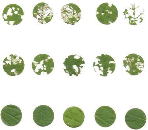 Leaf Discs With A Diameter Of 3 0 Cm To Calculate The Percentage Of