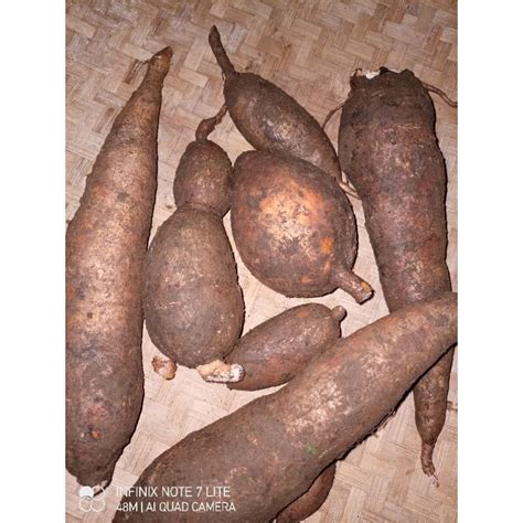 Jual Jual Singkong Racun Singkong Sapi Karu Karihkil 1kg Shopee Indonesia