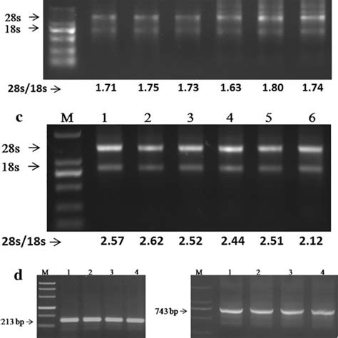 RNA Isolation Through The Column Based Method A Although Guanidine Download Scientific Diagram