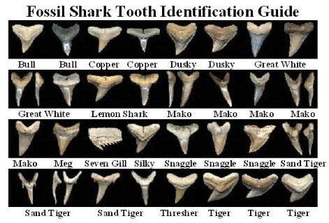Different Types Of Shark Teeth