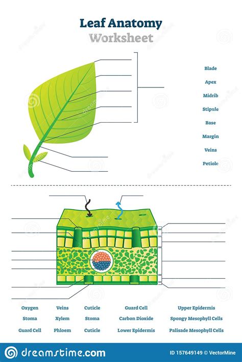 Leaf Anatomy Worksheet Anatomy Worksheets