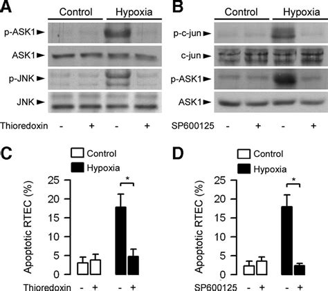 Inhibition Of Ask1 And Jnk Activation Impairs The Induction Of
