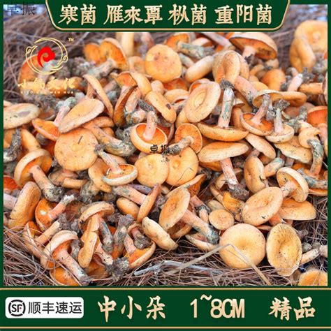I新鲜乌枞菌枞树菌寒菌三九菇松树菌黄枞菌雁来覃雁鹅菌重阳菌 黄枞菌中小1 8cm 1000g【图片 价格 品牌 报价】 京东