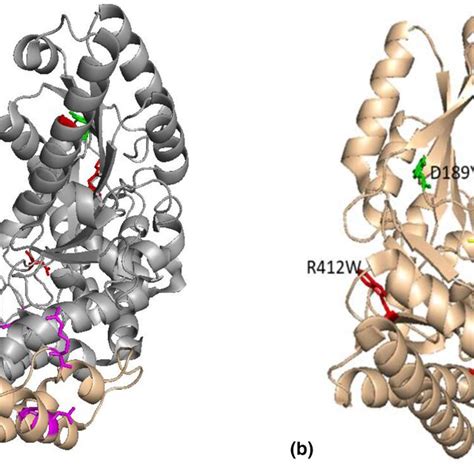We Used The Crystal Structure Of Aadc Molecule From Sus Scrofa The