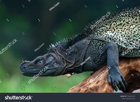 206 рез. по запросу «Sailfin dragon» — изображения, стоковые фотографии ...