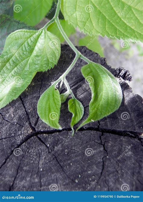 Composition Stock Photo Image Of Nature Compose Green