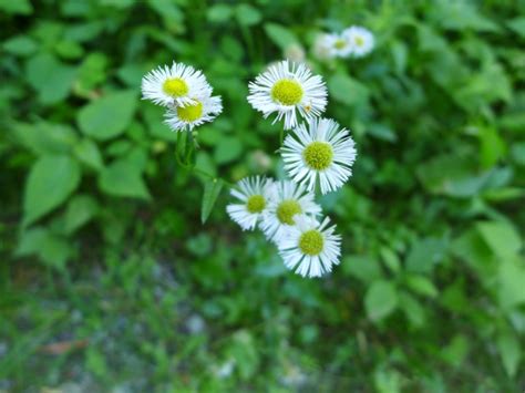 Daisy Fleabane Outside My Window