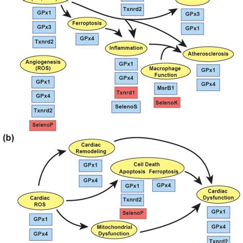 Role Of Selenoproteins In Cardiovascular Protection A Vascular