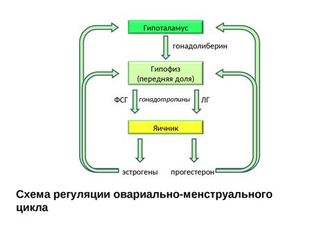 Физиология репродуктивной системы презентация онлайн