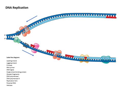 Chapter 16 Dna Replication Sheet Pdf
