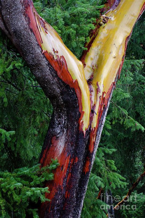 Arbutus Tree