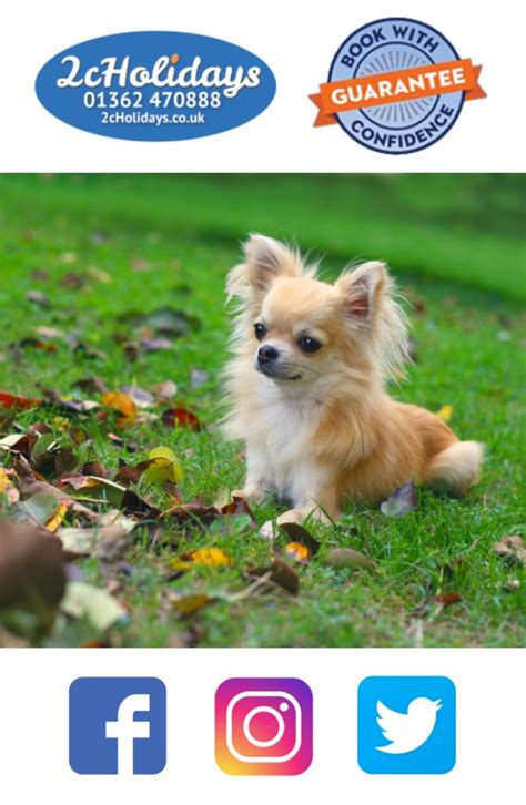 Small Dogs 2cholidays