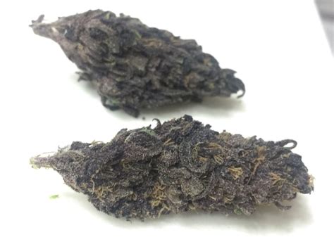 Blackberry Rhino Strain Cannabis Seeds Royal King Seeds Feminized