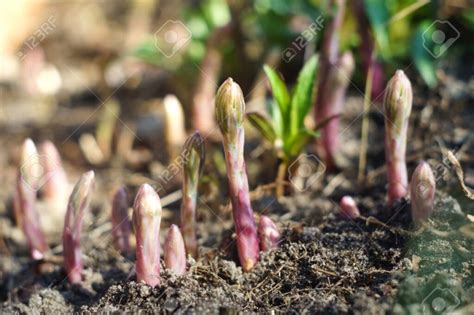 หลักปรัชญาเศรษฐกิจพอเพียง 10 ข้อ และการนําไปใช้ เทคนิคและวิธีการ