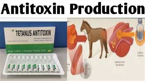 Antitoxin Productionbiotechnologyunit 3bpharm 6 Sem