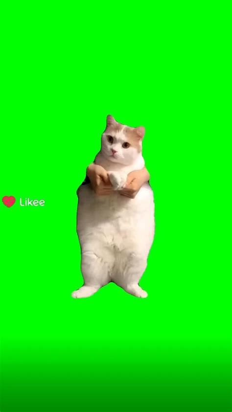 Пин от пользователя Moonlight на доске Kedyy в 2024 г Котята Милые