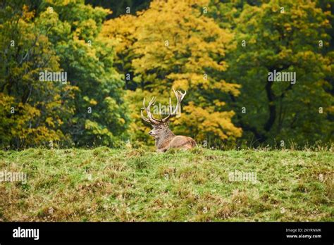 Rothirsch Cervus elaphus Männchen bei der Brunft in den Alpen Herbst