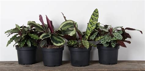 6 Calathea Assorted