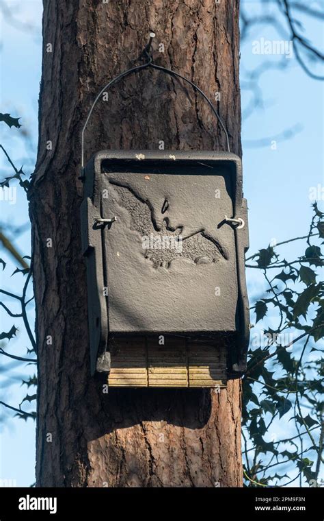 Large Rectangular Black Bat Box On A Pine Tree Crevice Bat Box For